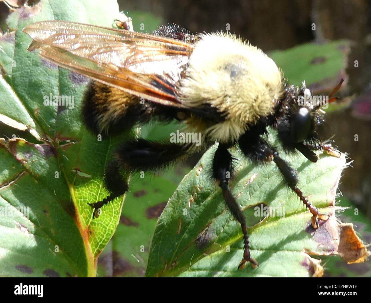 Eastern Yellow-backed Laphria (Laphria thoracica Stock Photo - Alamy