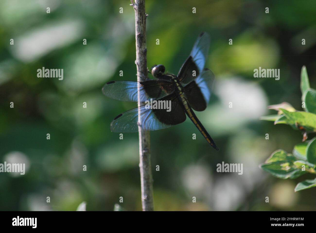 Widow Skimmer (Libellula luctuosa Stock Photo - Alamy