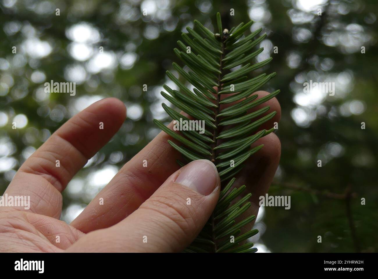 grand fir (Abies grandis Stock Photo - Alamy