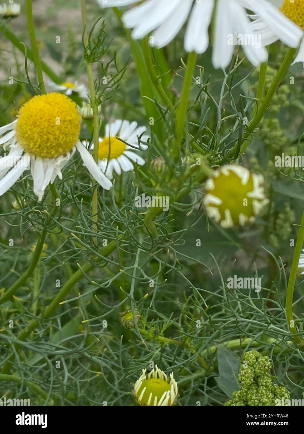 scentless mayweed (Tripleurospermum inodorum Stock Photo - Alamy