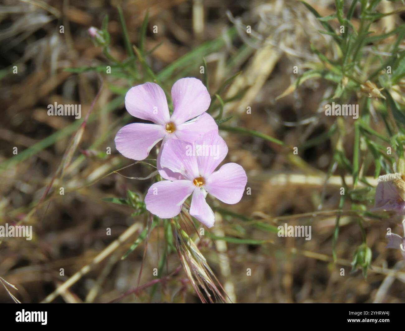 Longleaf Phlox (Phlox longifolia Stock Photo - Alamy