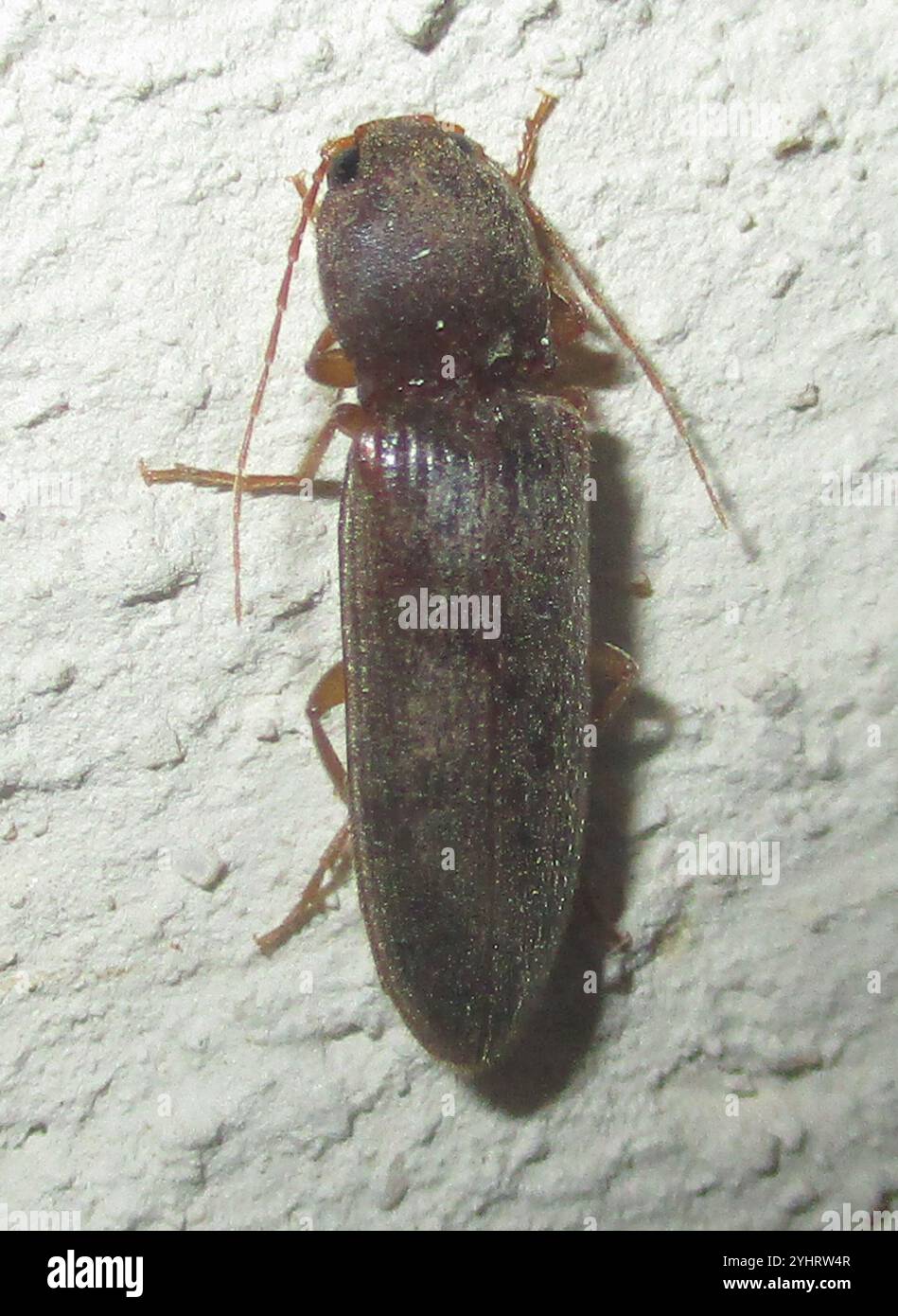 Click Beetles (Elateridae Stock Photo - Alamy
