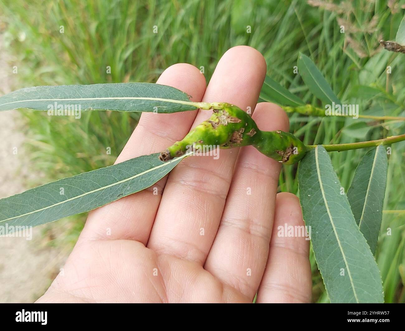 European Willow Stem Gall Midge (Rabdophaga salicis Stock Photo - Alamy