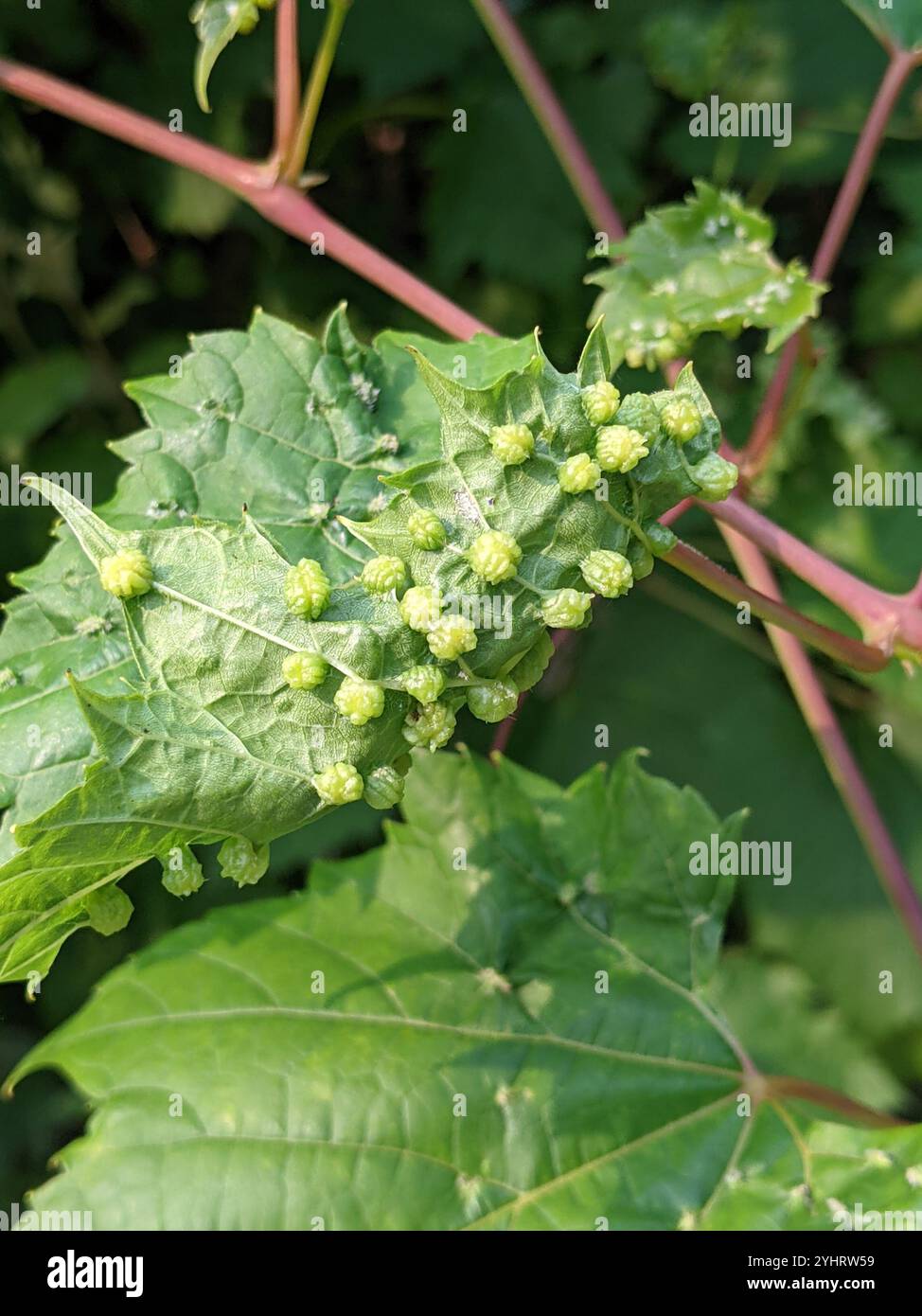 Grape Phylloxera (Daktulosphaira vitifoliae Stock Photo - Alamy