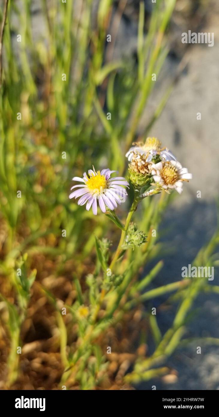 Pacific Aster (Symphyotrichum chilense Stock Photo - Alamy
