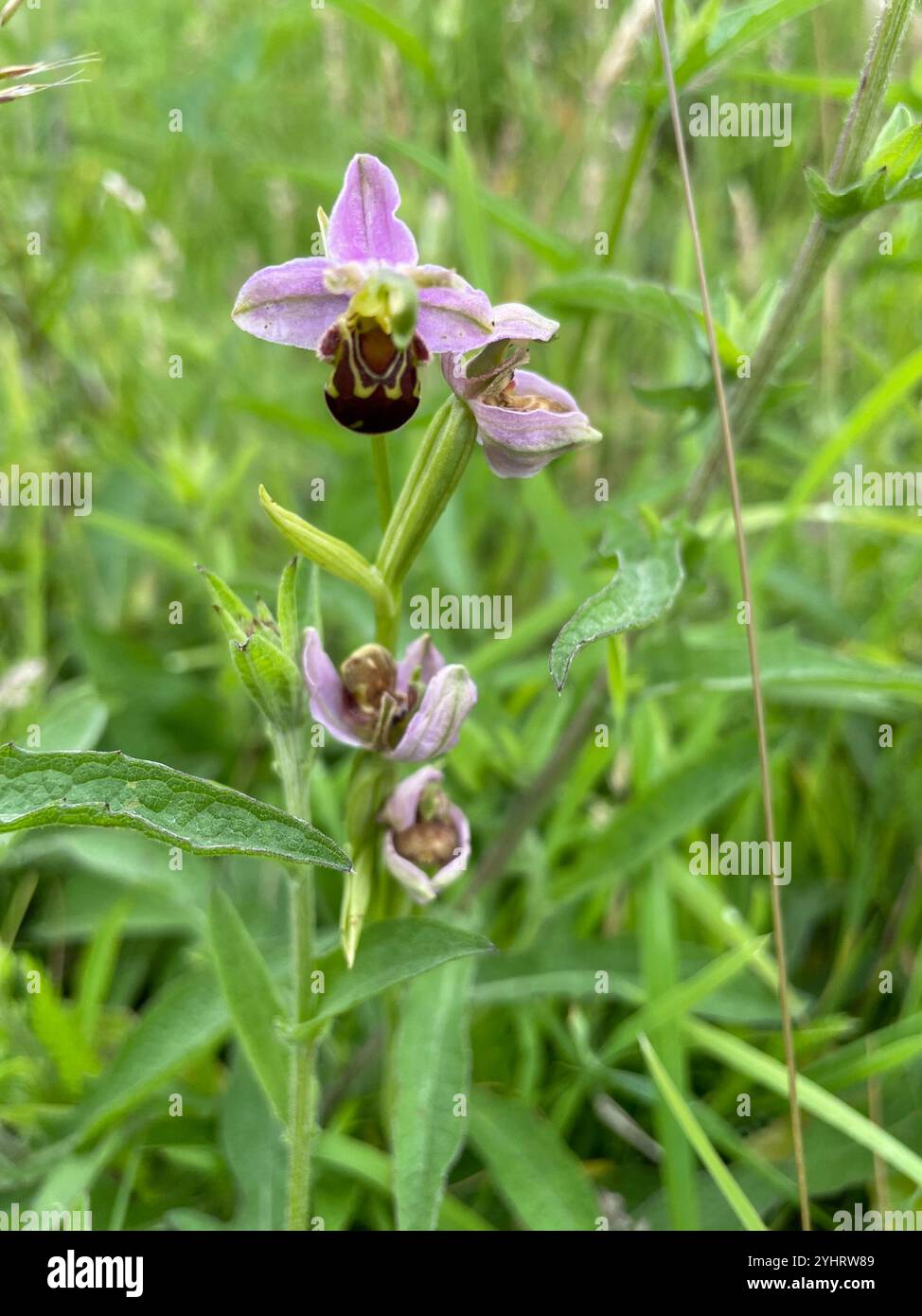 Bee Orchid (Ophrys apifera Stock Photo - Alamy