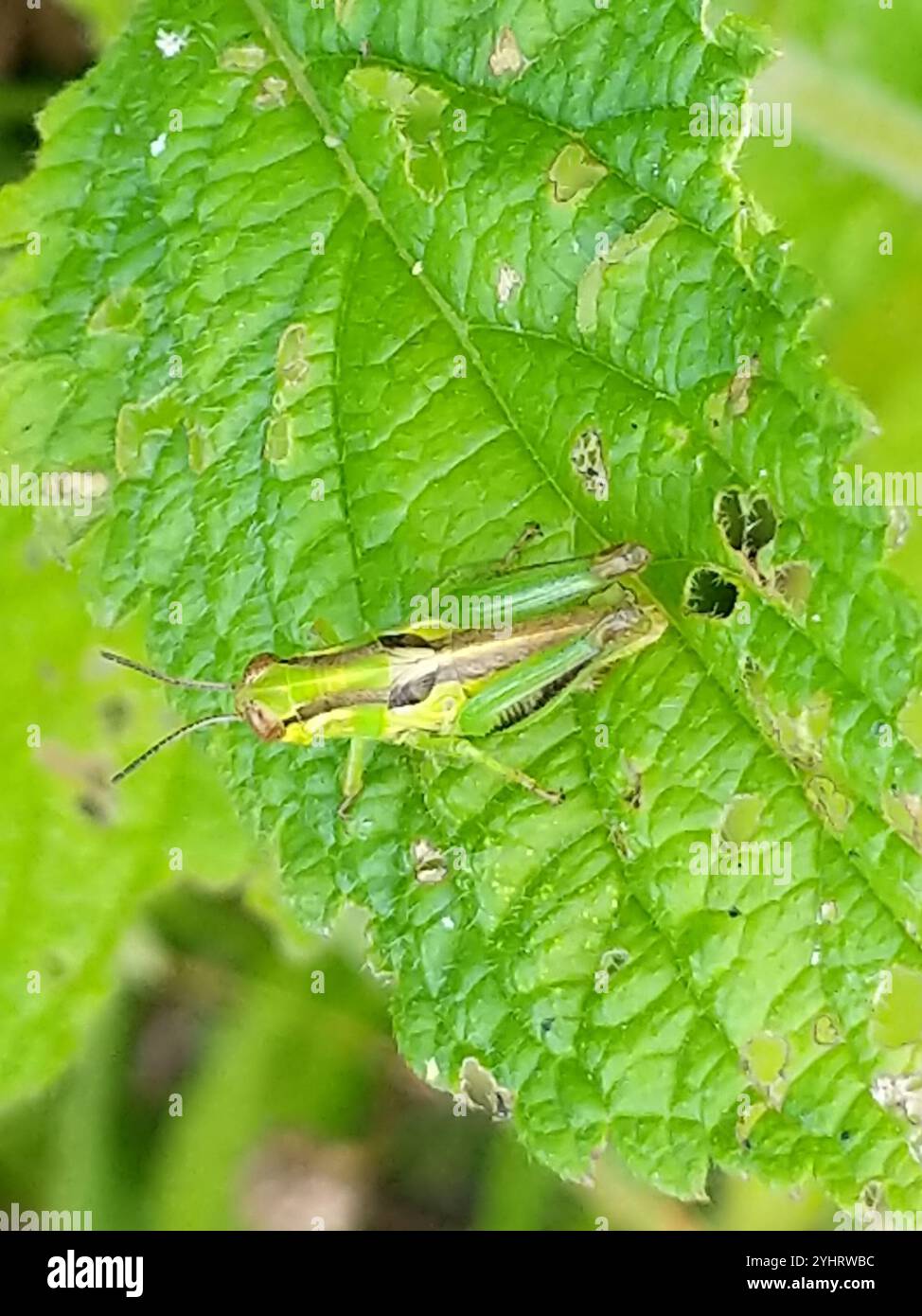 Spur-throated Grasshoppers (Melanoplinae Stock Photo - Alamy