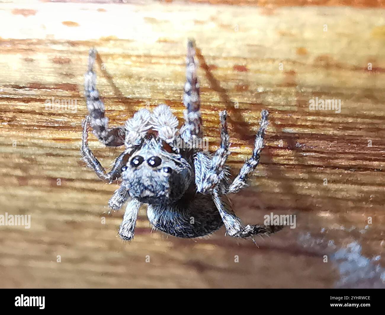 Downy jumping spider (Attulus pubescens Stock Photo - Alamy