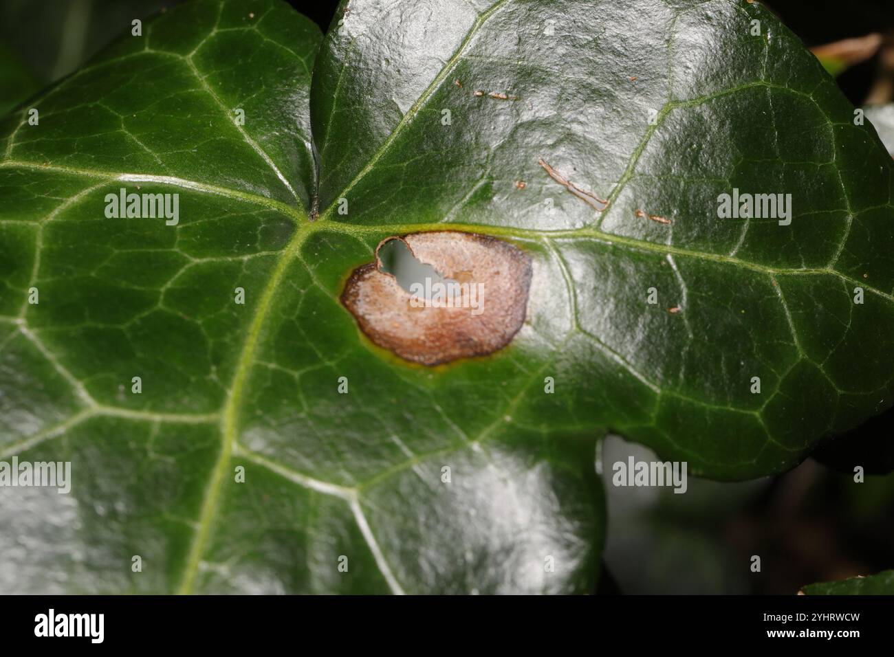 Leaf spot of ivy (Boeremia hedericola Stock Photo - Alamy