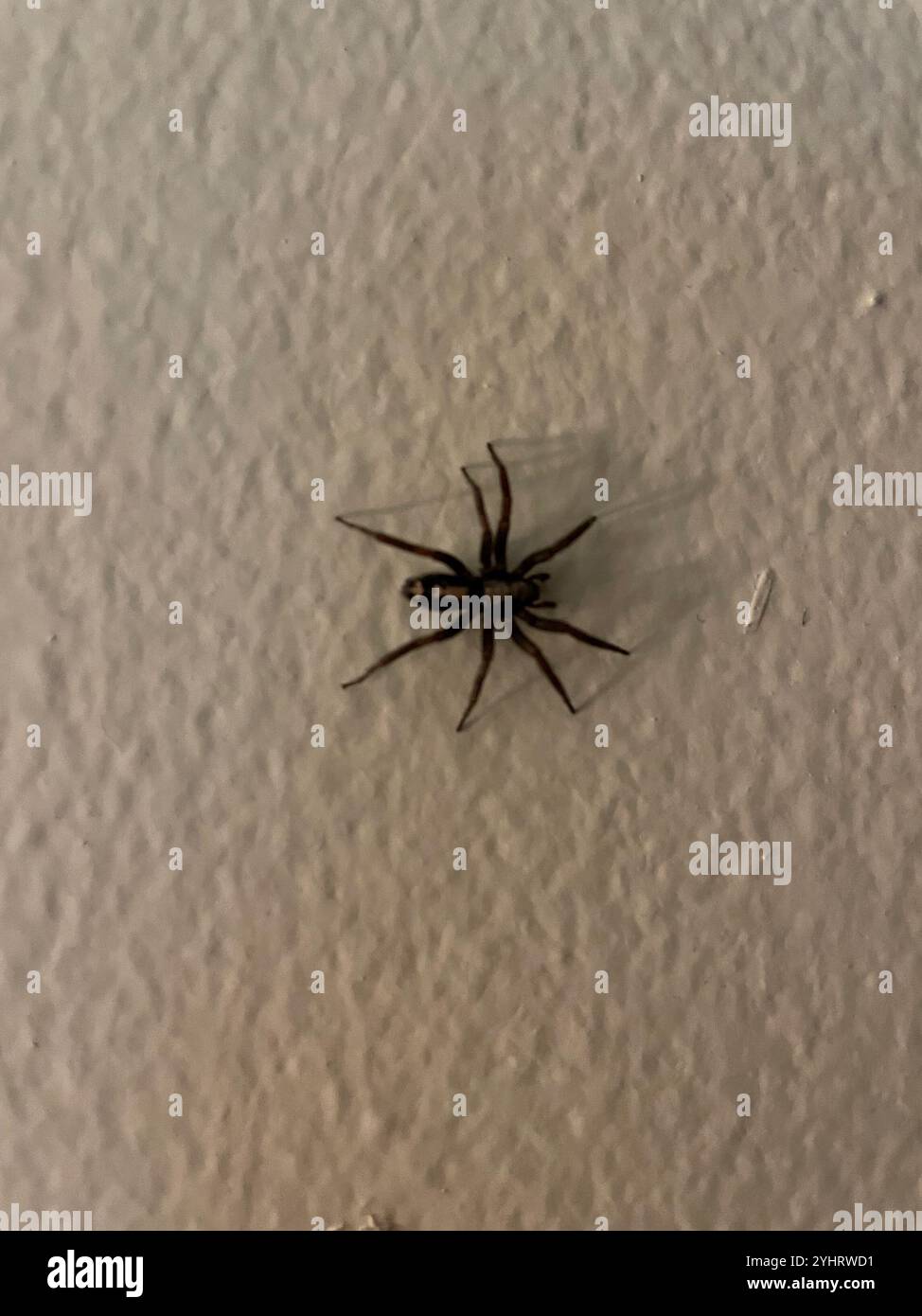 Eastern Parson Spider (Herpyllus ecclesiasticus Stock Photo - Alamy