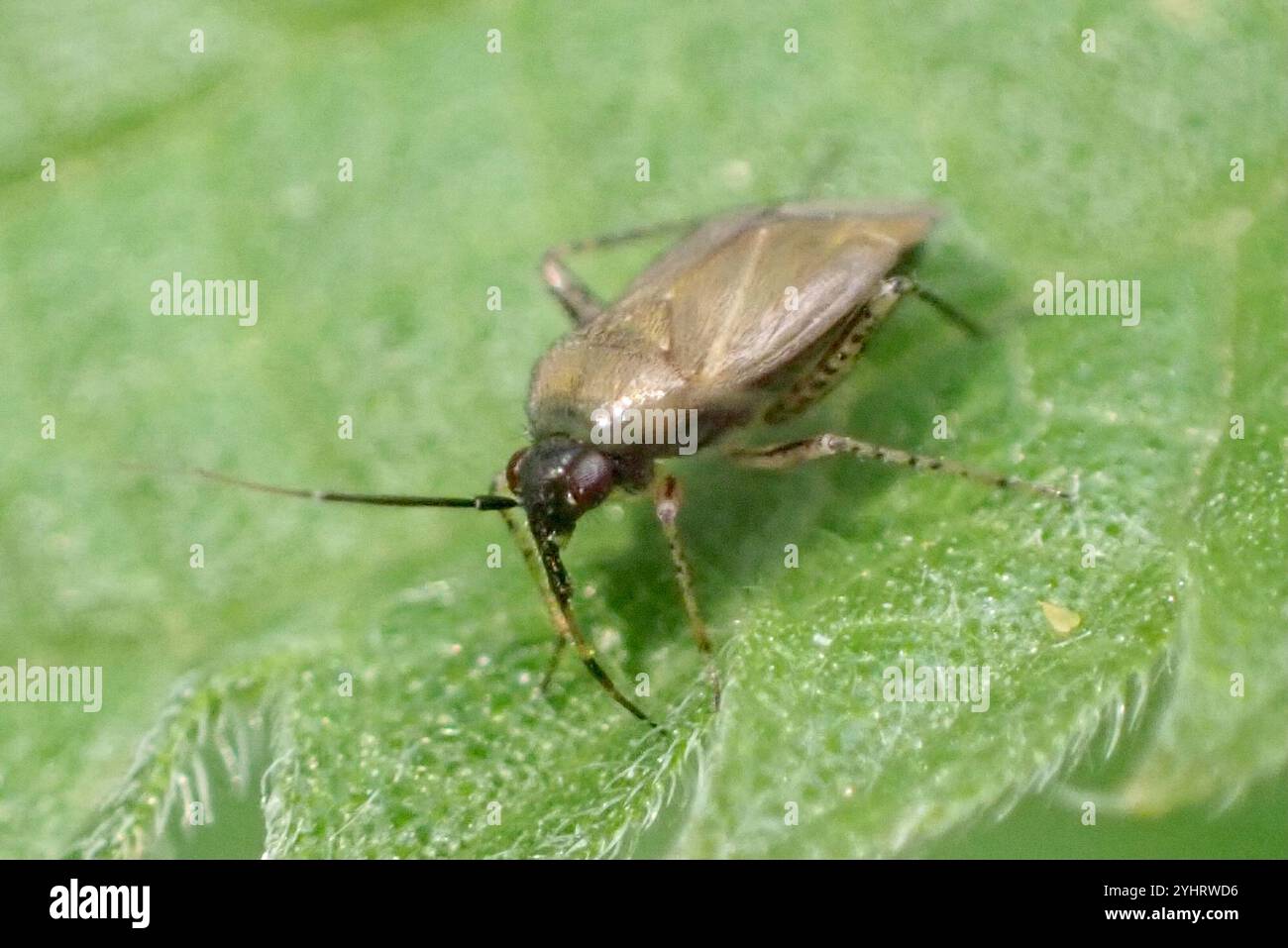 Common Nettle Flower Bug (Plagiognathus arbustorum Stock Photo - Alamy