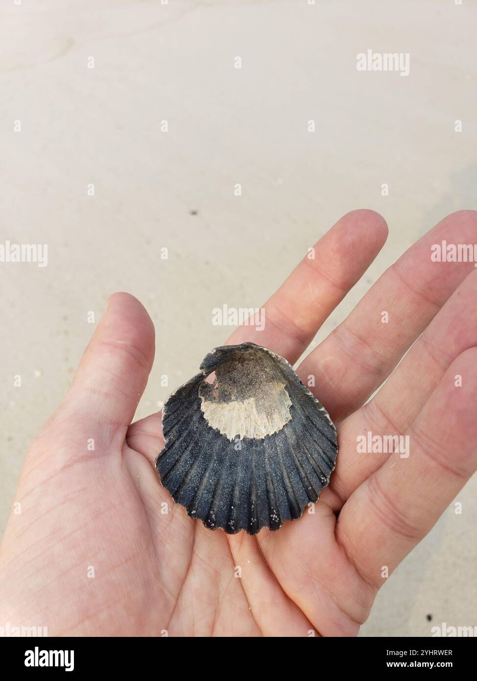 Atlantic Bay Scallop (Argopecten irradians Stock Photo - Alamy