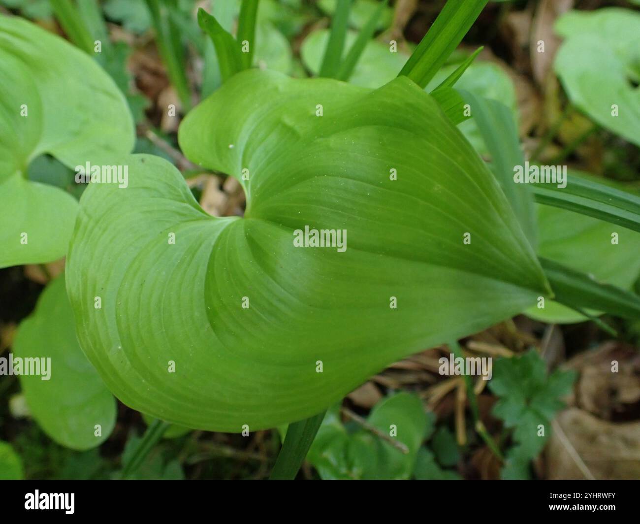 Western Lily of the Valley (Maianthemum dilatatum Stock Photo - Alamy