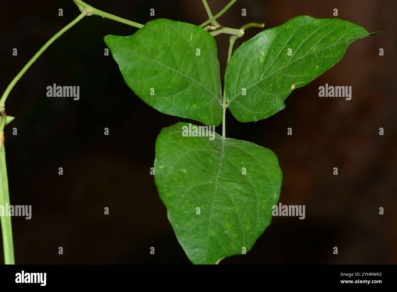 soft butterfly-pea (Centrosema molle Stock Photo - Alamy