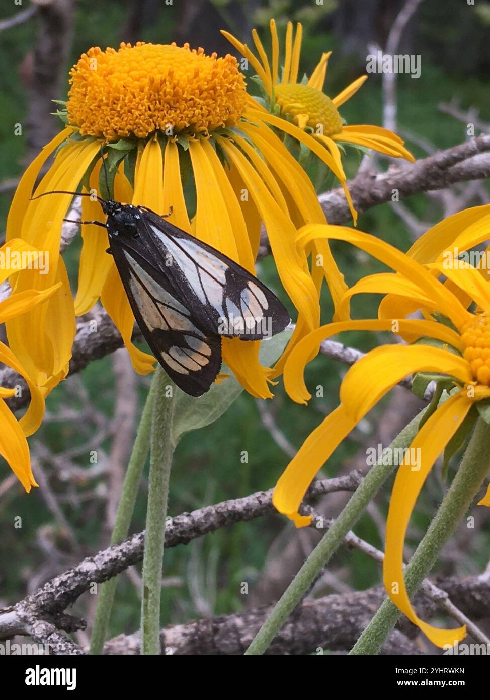 Police Car Moth (Gnophaela vermiculata Stock Photo - Alamy