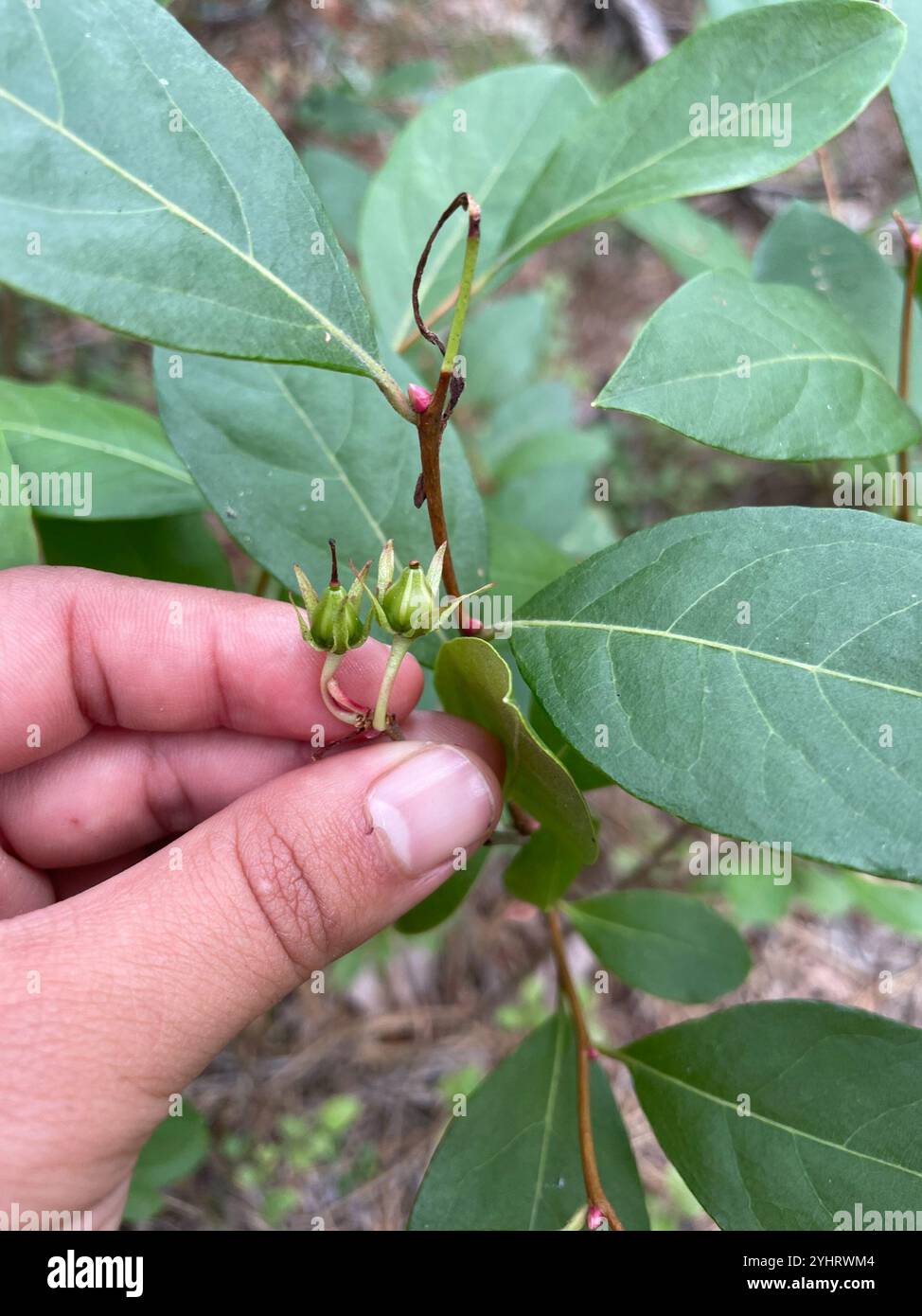 staggerbush (Lyonia mariana Stock Photo - Alamy