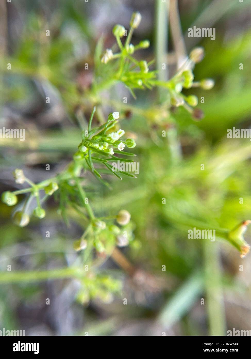 Leptophyllum hi-res stock photography and images - Alamy