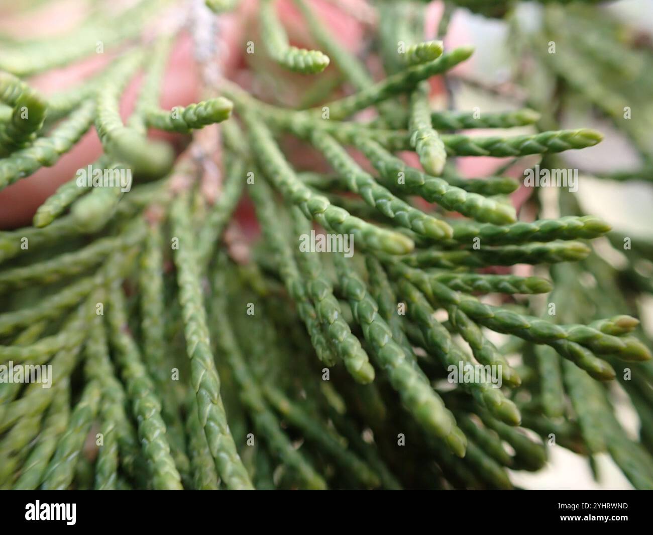 Seaside Juniper (Juniperus maritima Stock Photo - Alamy