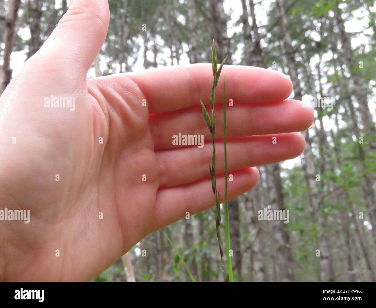 Alaska Oniongrass (Melica subulata Stock Photo - Alamy