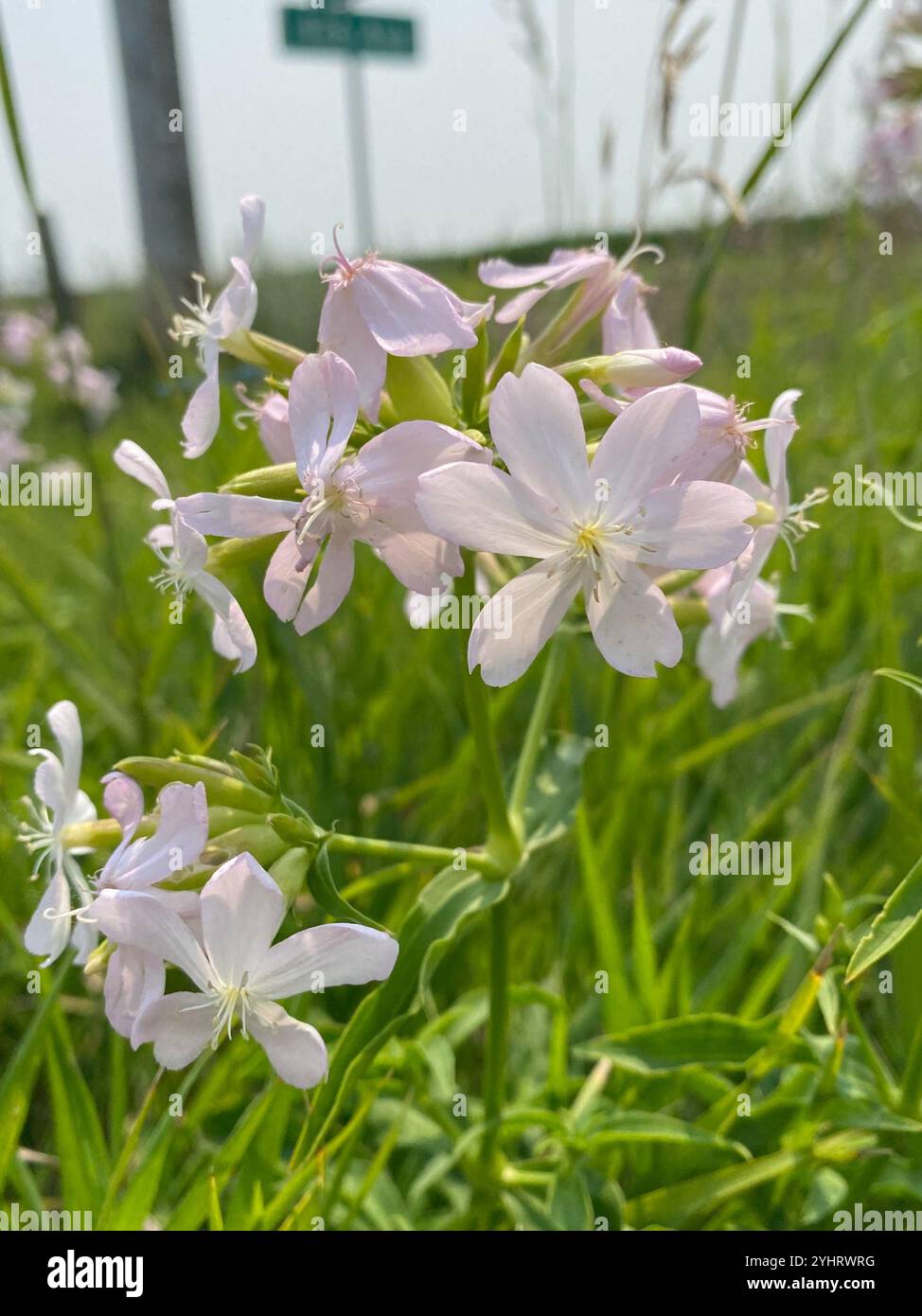 common soapwort (Saponaria officinalis Stock Photo - Alamy