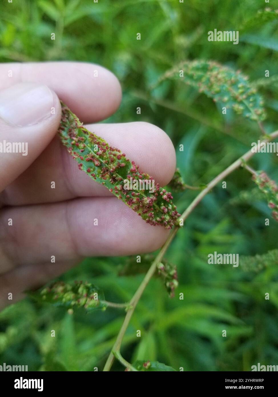 Willow Bead Gall Mite (Aculus tetanothrix Stock Photo - Alamy