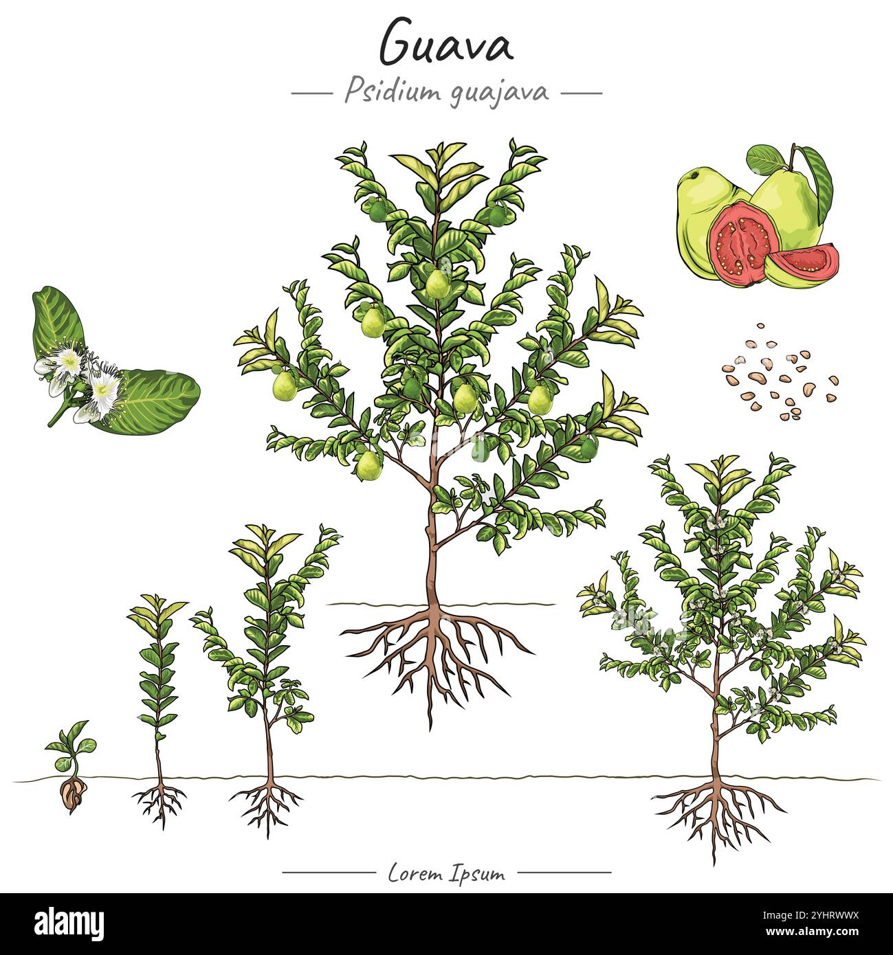 Psidium guajava guava tree illustration set Stock Vector Image & Art ...