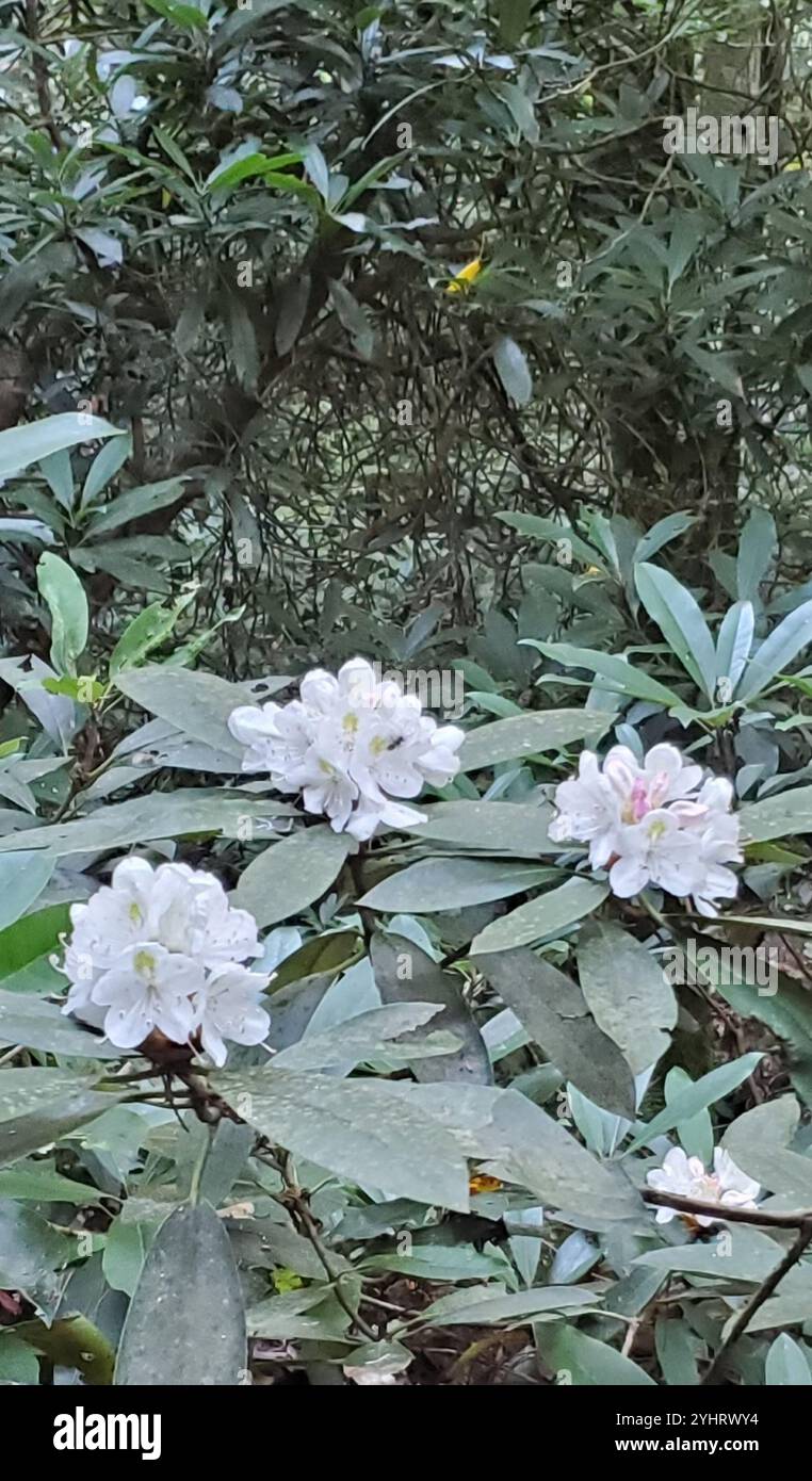 great rhododendron (Rhododendron maximum Stock Photo - Alamy