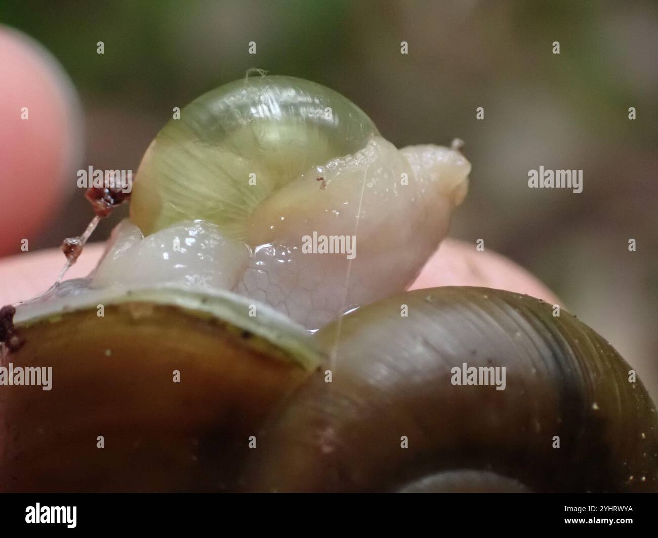 Common Land Snails and Slugs (Stylommatophora Stock Photo - Alamy