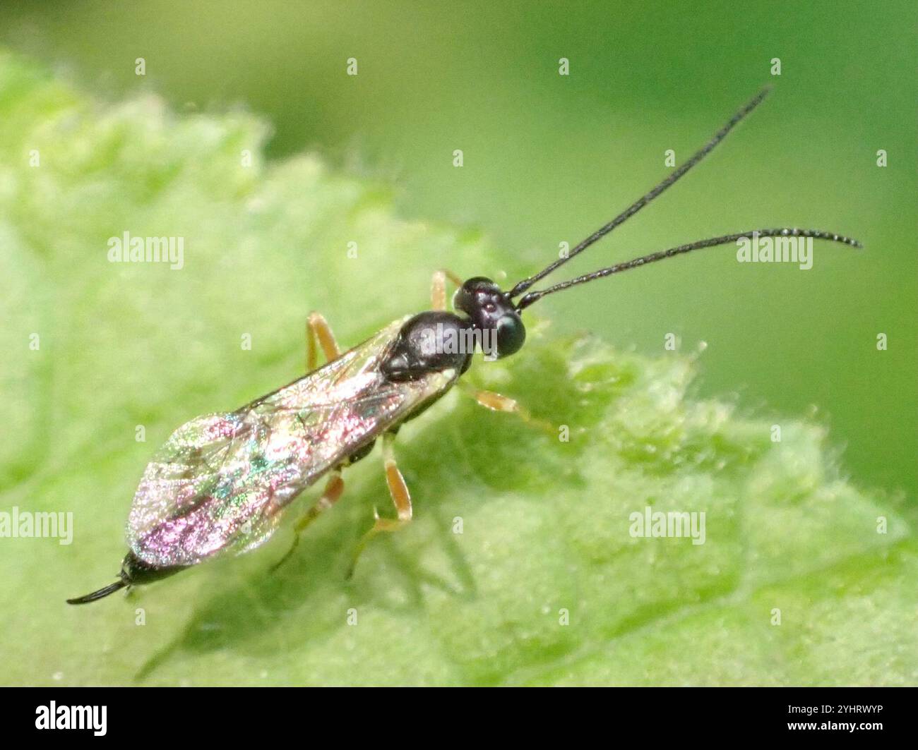 Ichneumonid and Braconid Wasps (Ichneumonoidea Stock Photo - Alamy