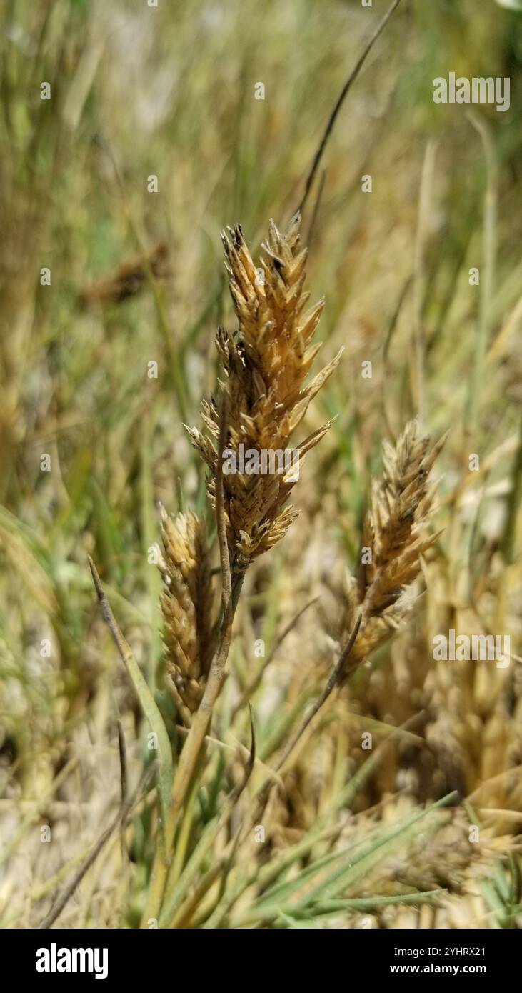 Saltgrass (Distichlis spicata Stock Photo - Alamy