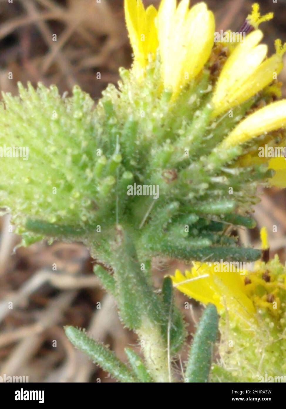 Santa Cruz tarplant (Holocarpha macradenia Stock Photo - Alamy