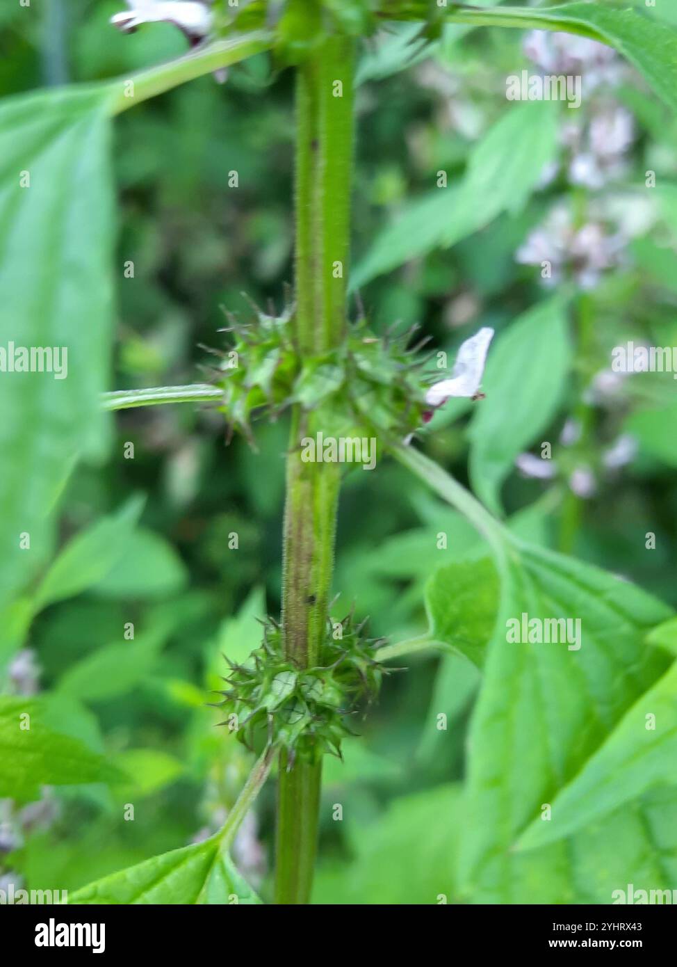common motherwort (Leonurus cardiaca Stock Photo - Alamy