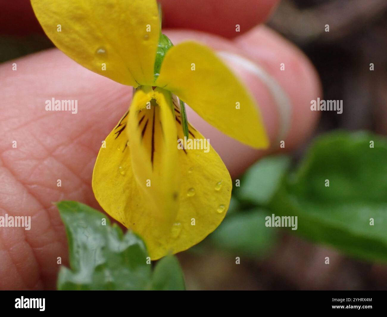 stream violet (Viola glabella Stock Photo - Alamy