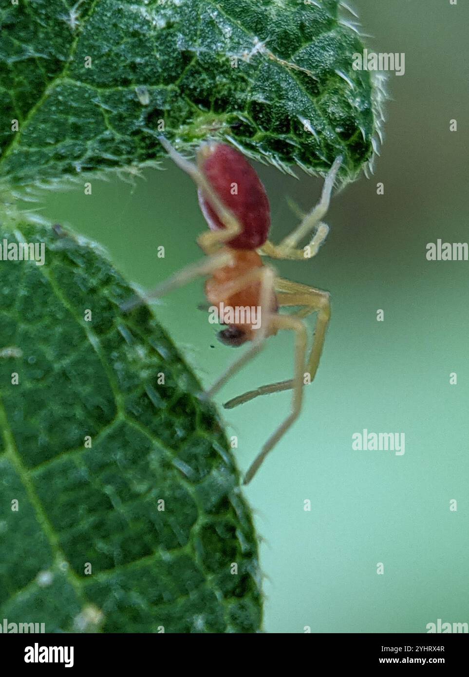 Bleeding heart spider hi-res stock photography and images - Alamy