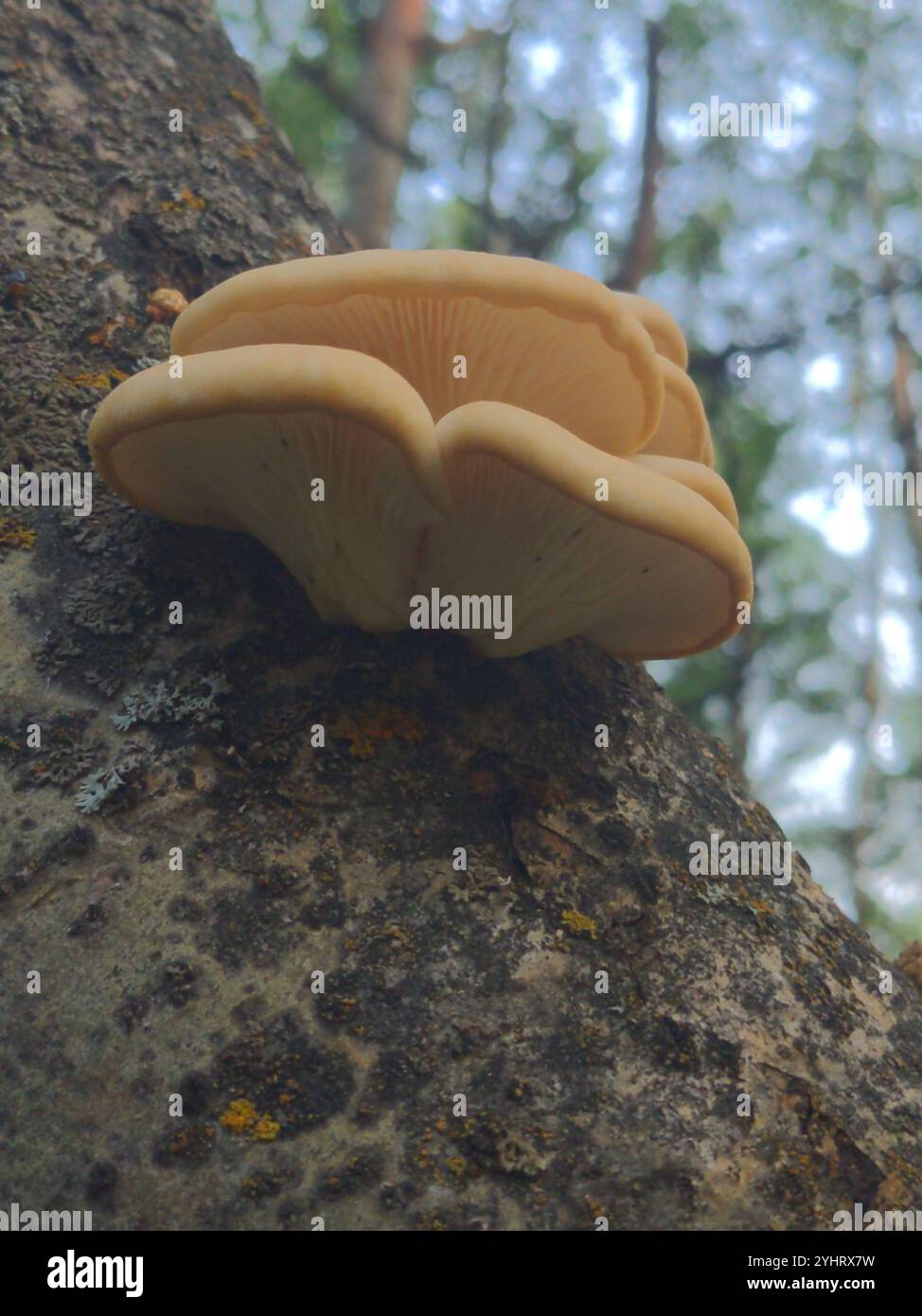 aspen oyster mushroom (Pleurotus populinus Stock Photo - Alamy