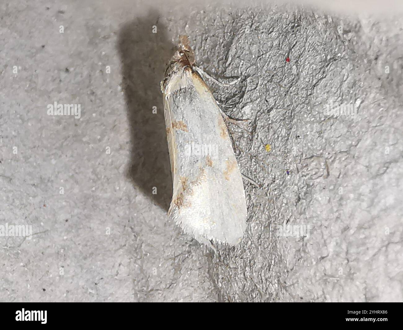 Common Yellow Conch (Agapeta hamana Stock Photo - Alamy