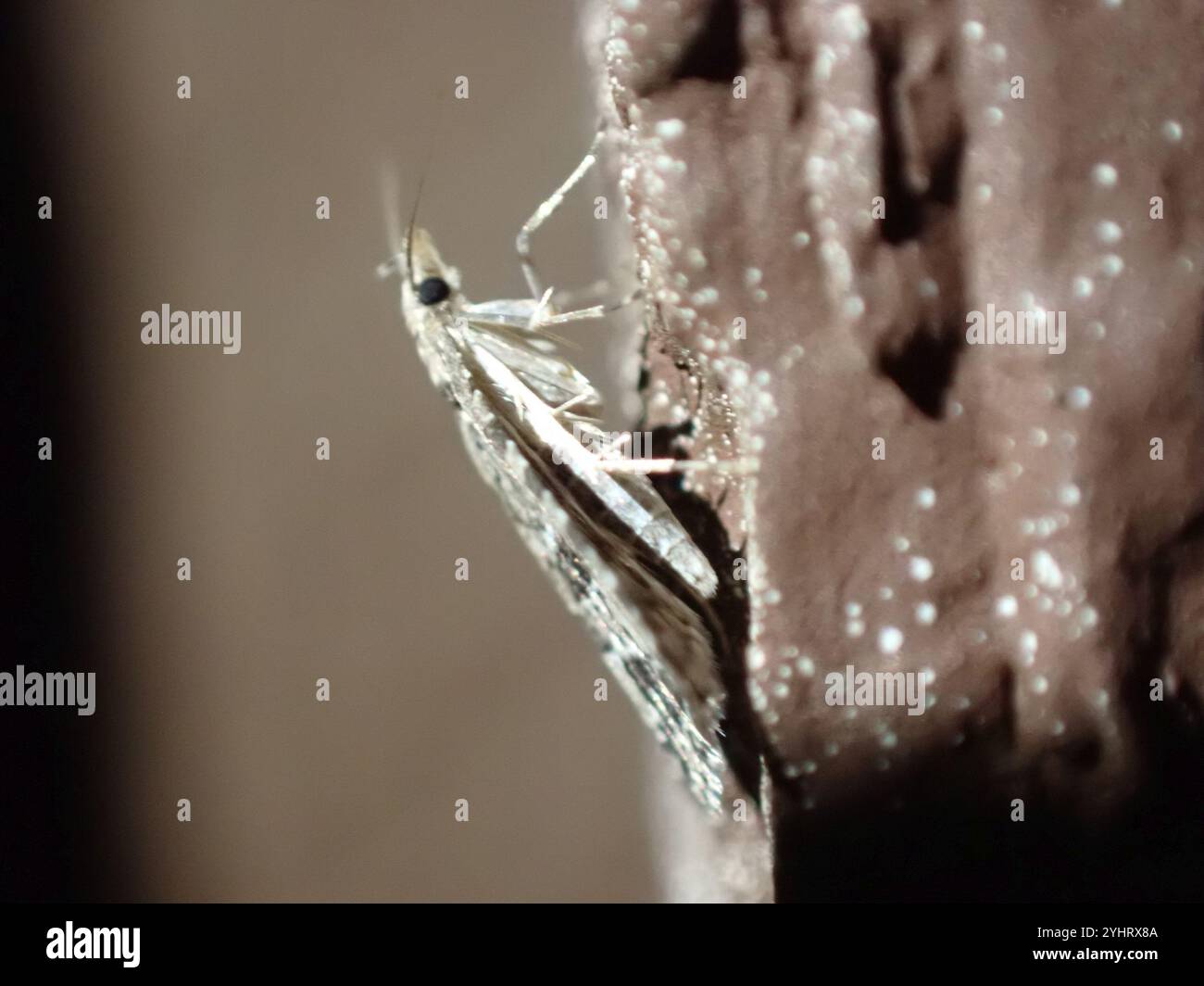 Montana Six-plume Moth (Alucita montana Stock Photo - Alamy