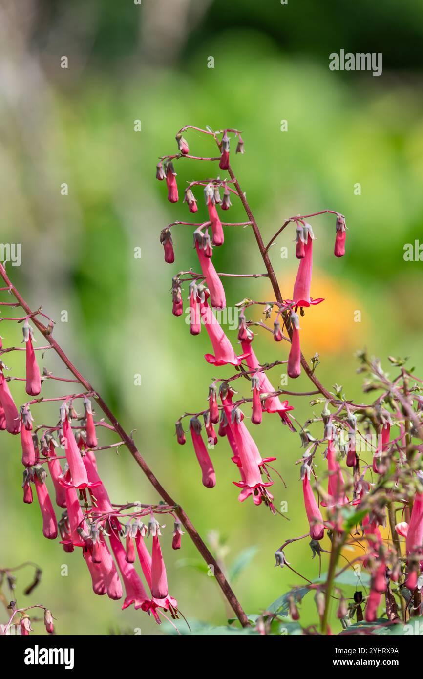 Cape fuchsias hi-res stock photography and images - Alamy