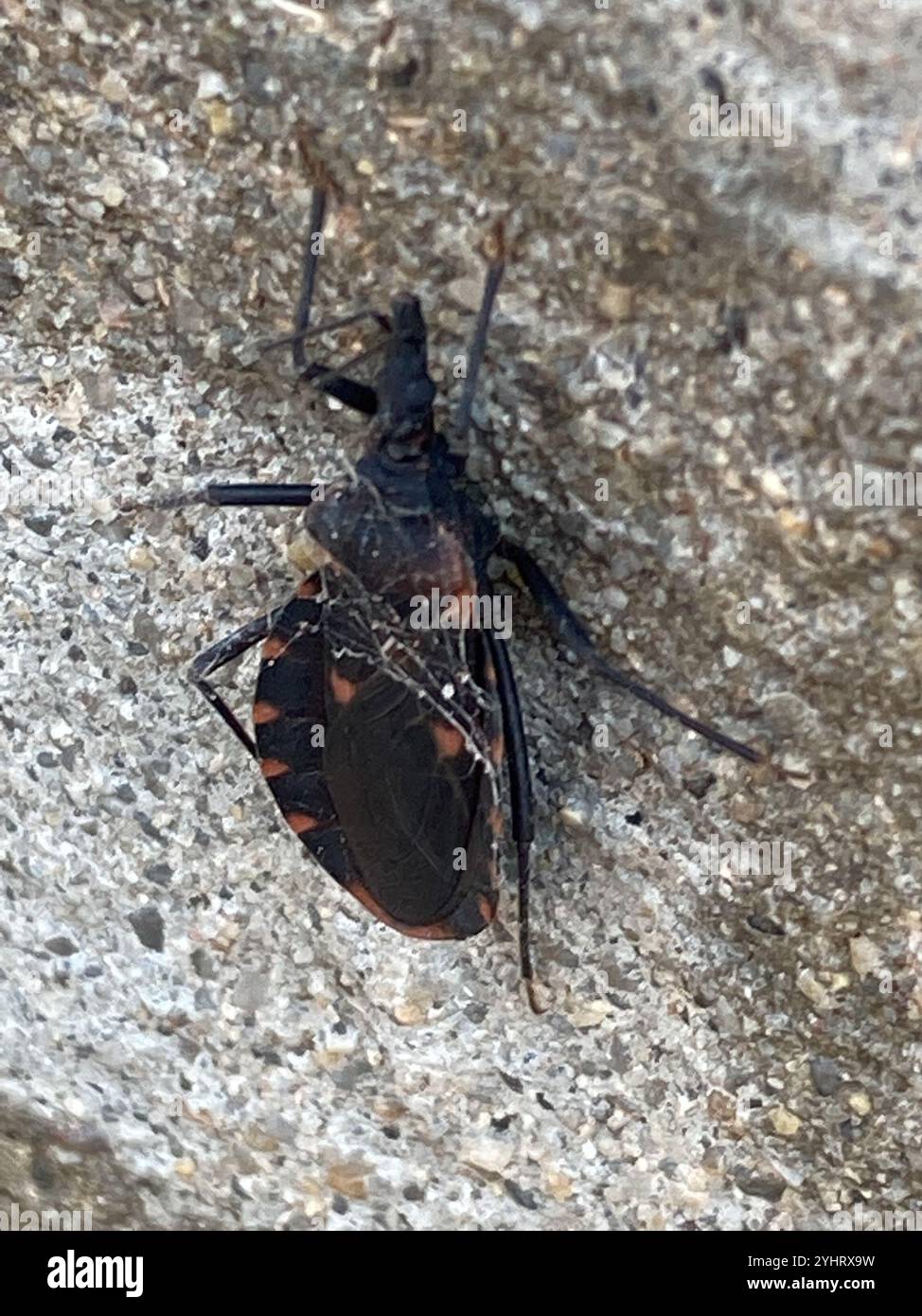 Eastern Bloodsucking Conenose (Triatoma sanguisuga Stock Photo - Alamy
