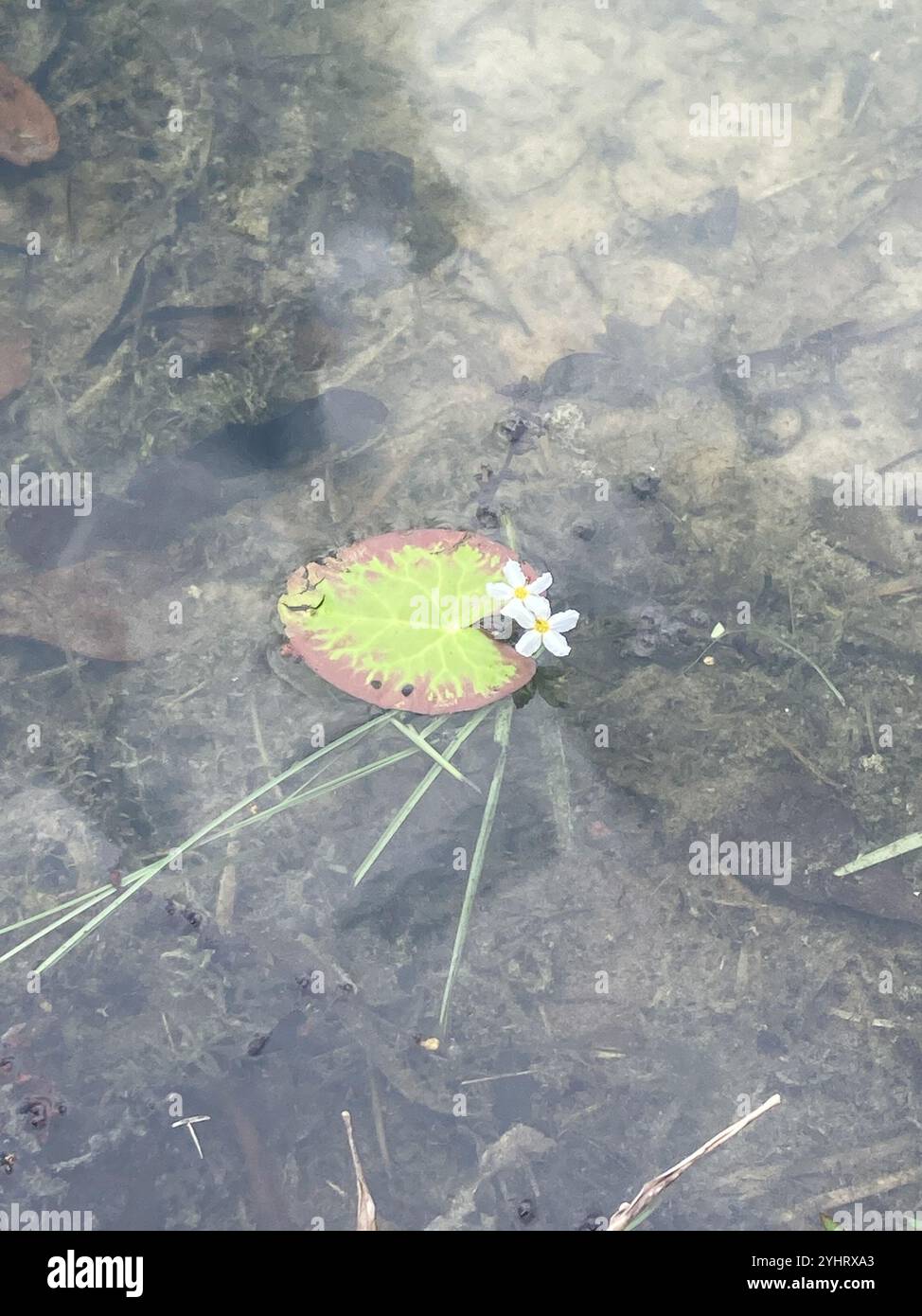 Crested Floating Heart (Nymphoides cristata Stock Photo - Alamy