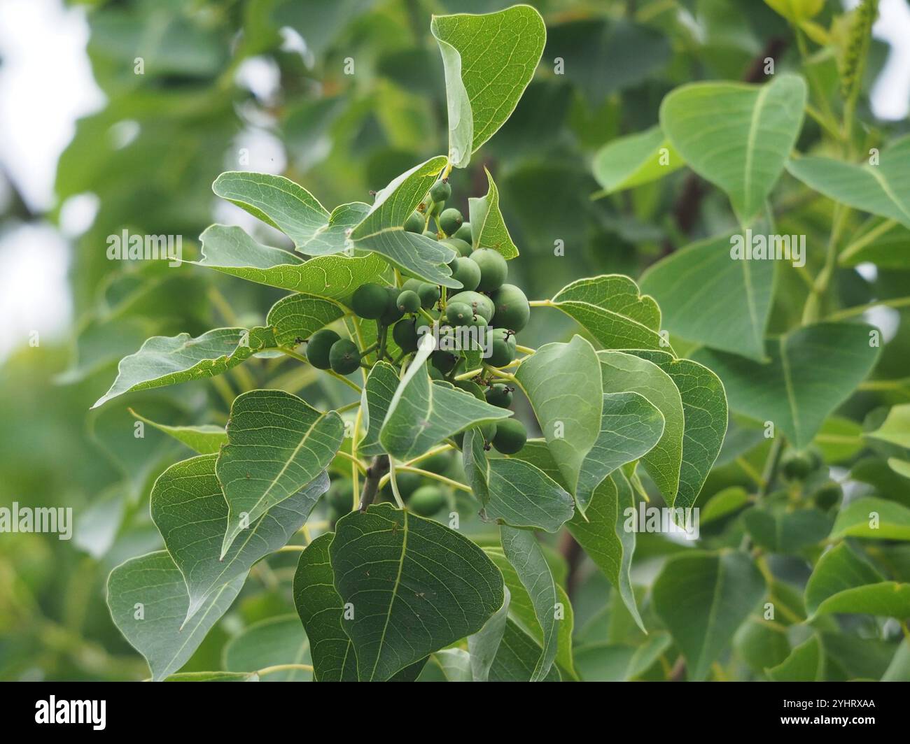 Chinese Tallow (Triadica sebifera Stock Photo - Alamy