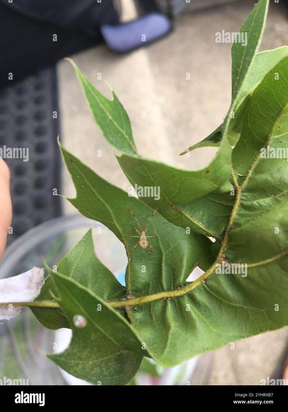 Leaf-footed Bugs (Coreidae Stock Photo - Alamy