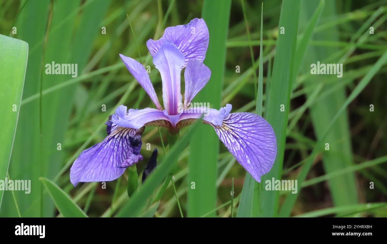 northern blue flag (Iris versicolor Stock Photo - Alamy