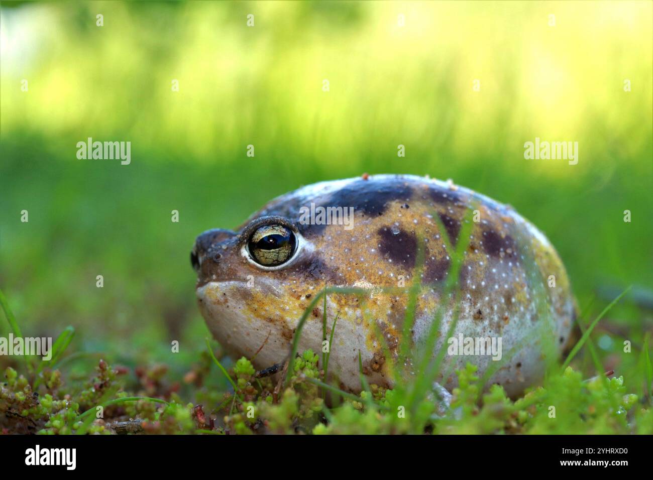 Namaqua Rain Frog (Breviceps namaquensis Stock Photo - Alamy