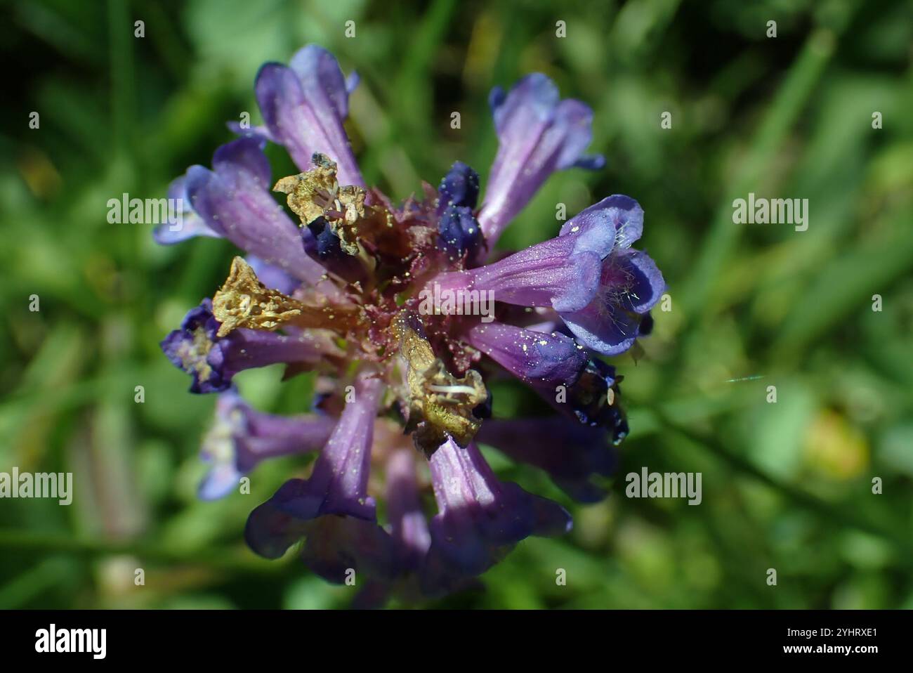 Sierra Beardtongue (Penstemon heterodoxus heterodoxus Stock Photo - Alamy