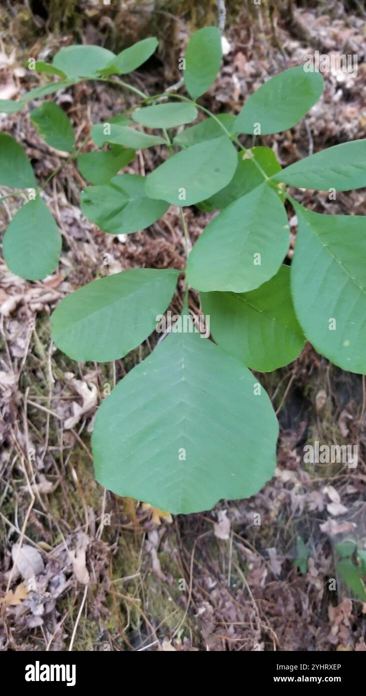 Oregon Ash (Fraxinus latifolia Stock Photo - Alamy