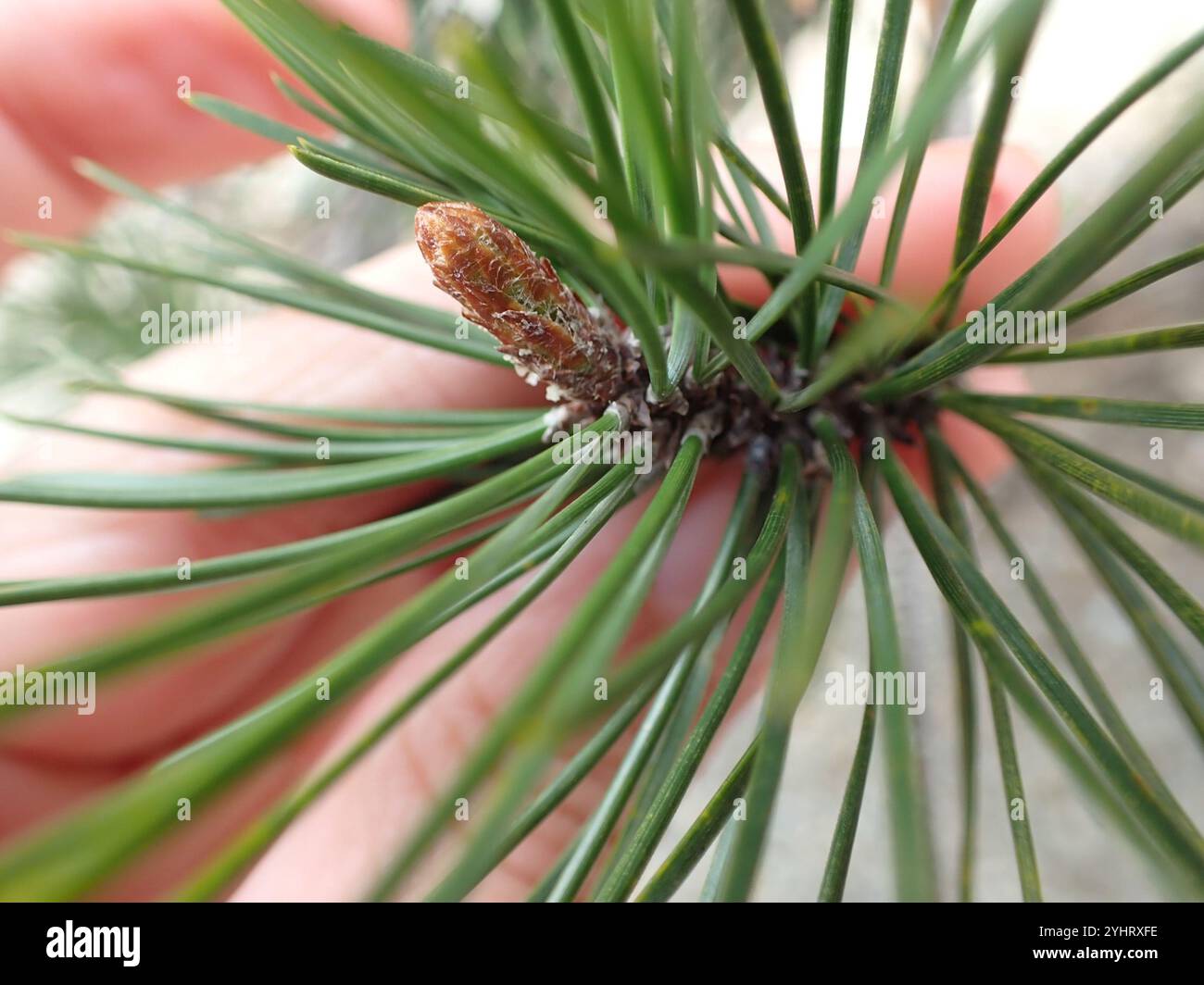 Shore Pine (Pinus contorta contorta Stock Photo - Alamy