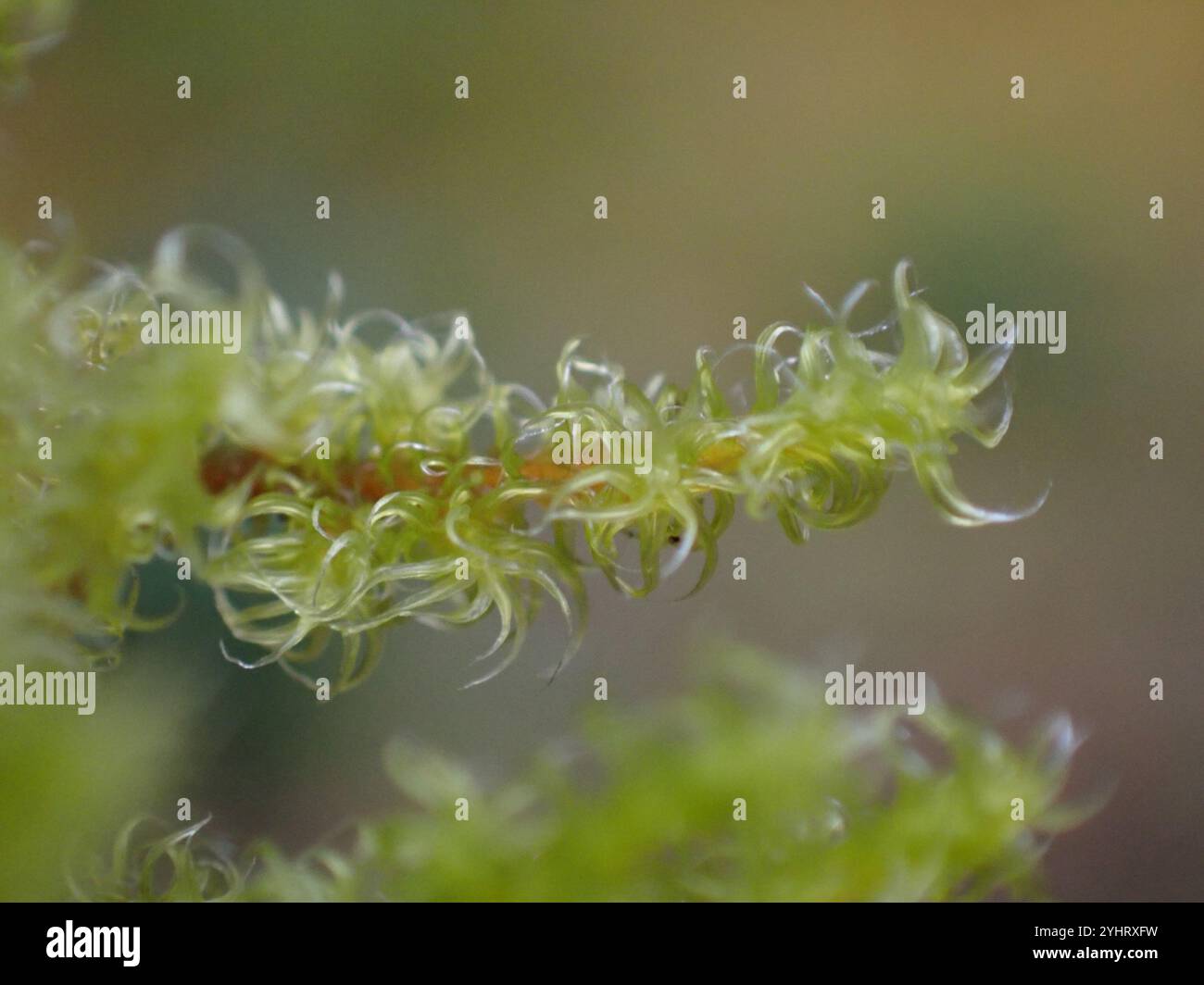 goose neck moss (Rhytidiadelphus Stock Photo - Alamy