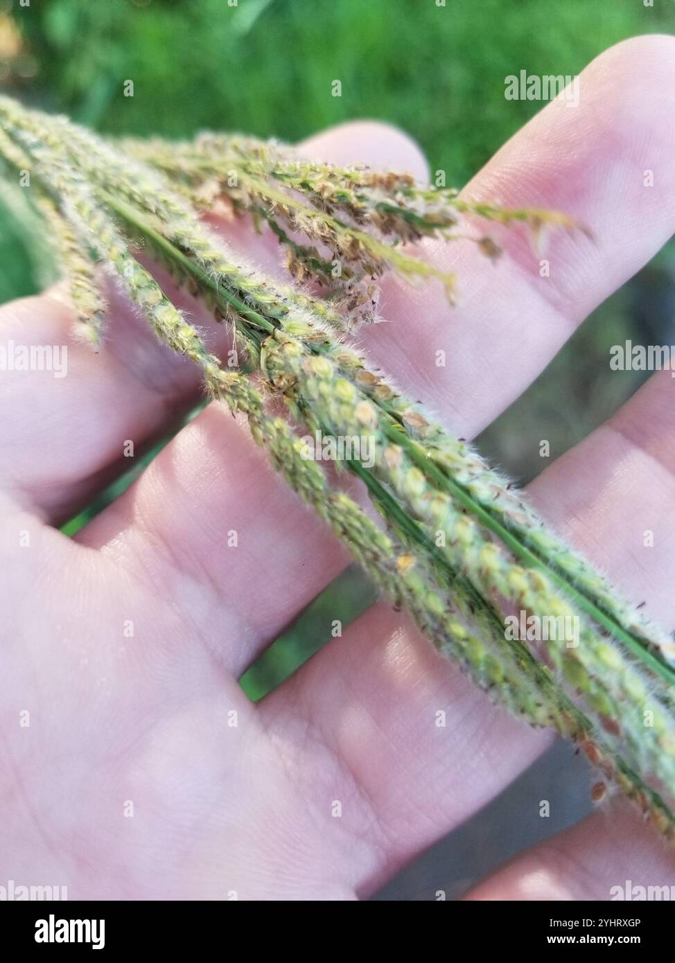 Vasey Grass (Paspalum urvillei Stock Photo - Alamy