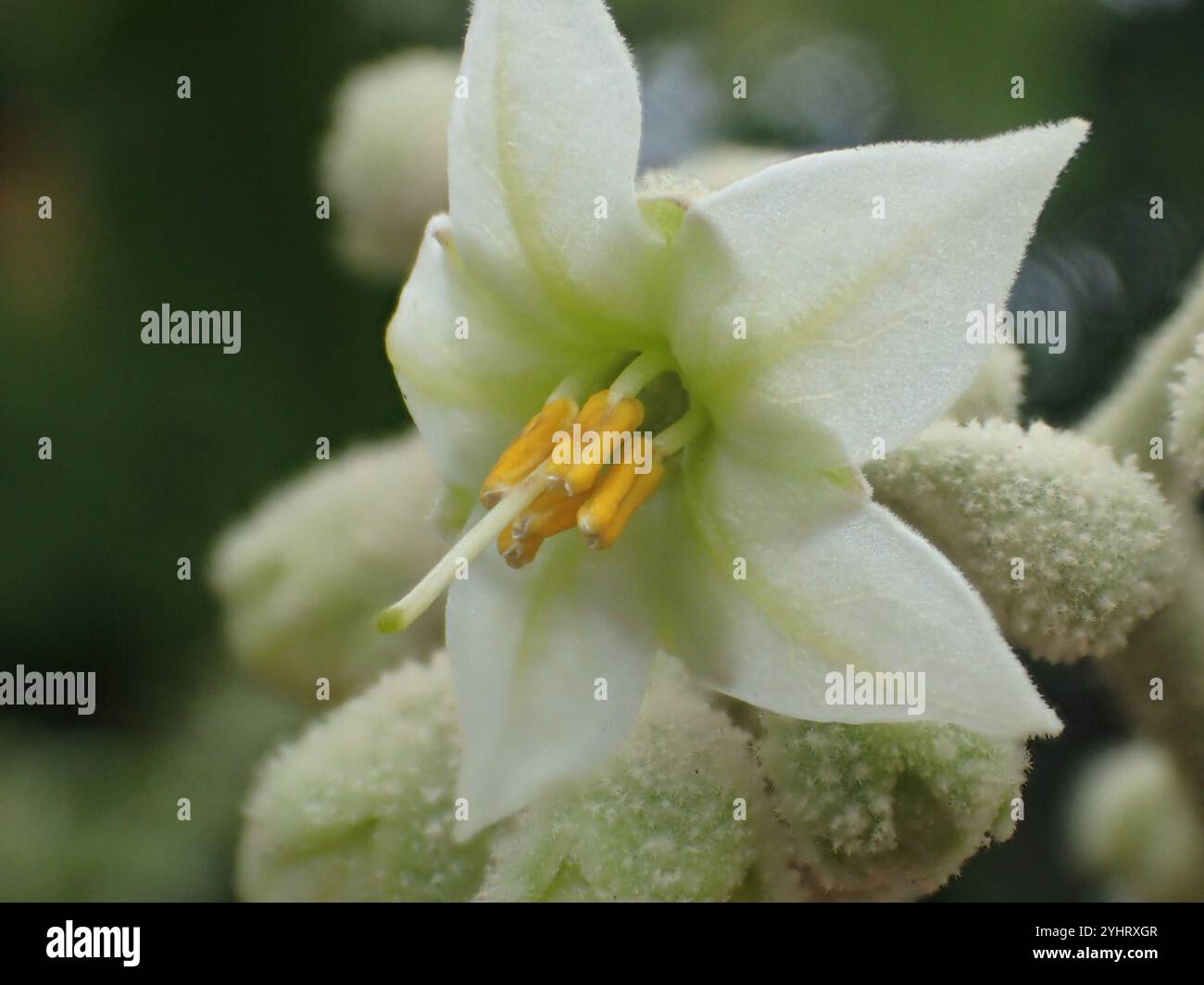 potato tree (Solanum erianthum Stock Photo - Alamy